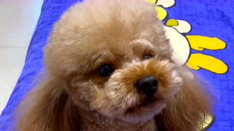 一只生气的狗狗,这小脾气真是没谁了,哈哈