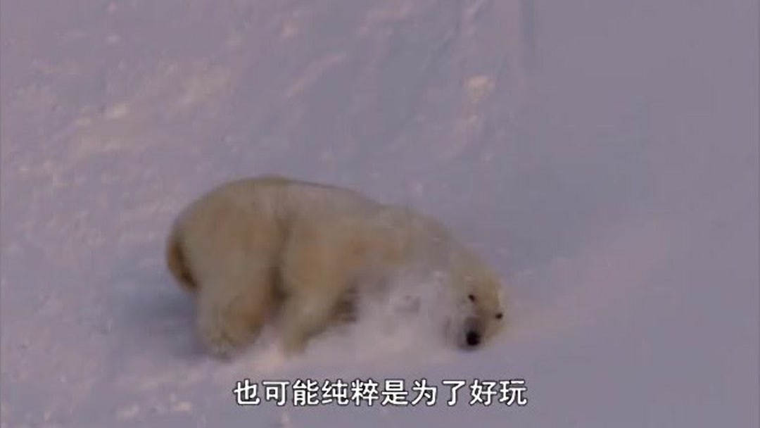 第1集:从南极到北极