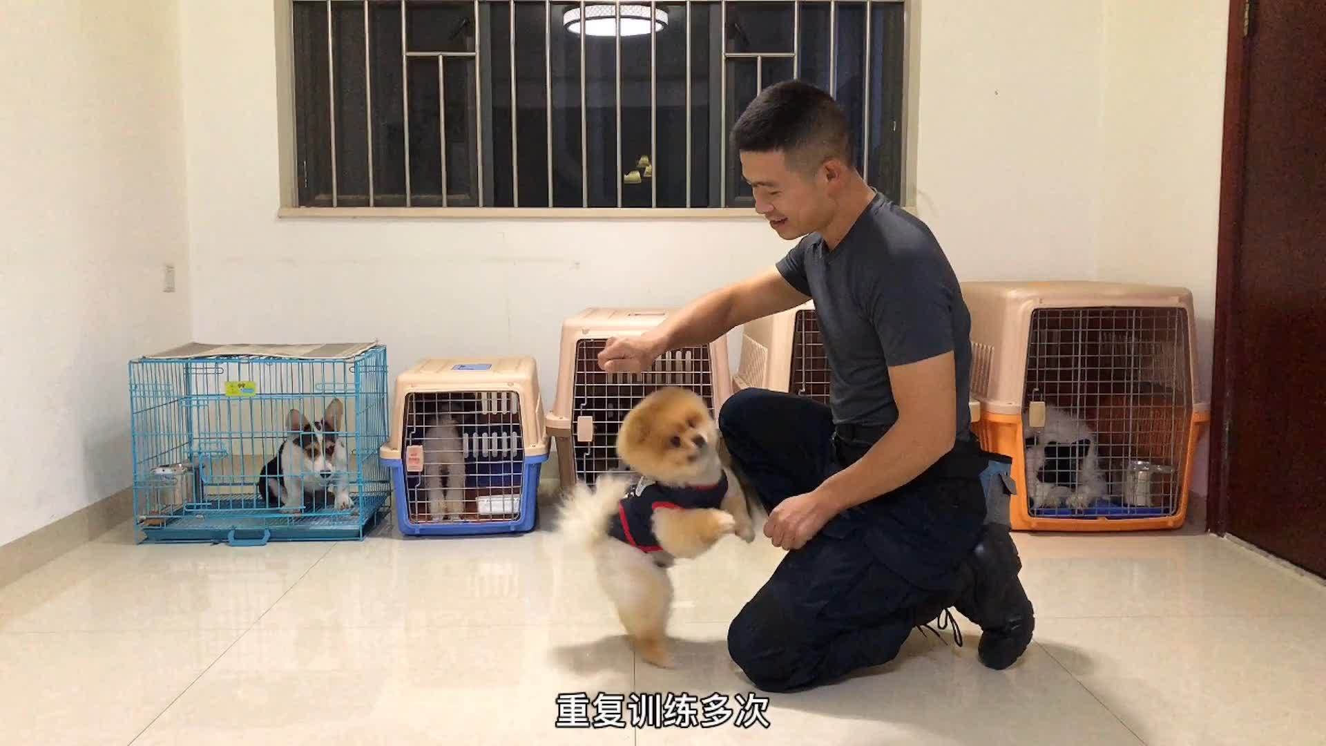 快速教会狗狗站立行走!