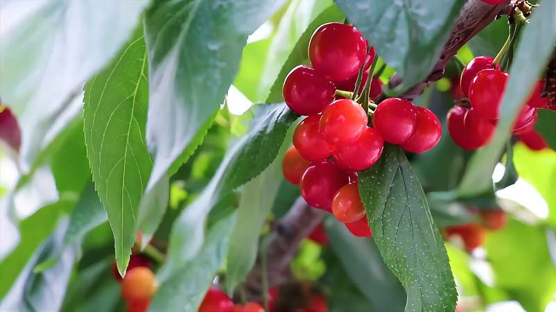 樱桃种植夏季管理,果农学会这些知识,才能够保证果实的产量!