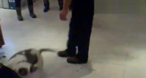 5个月的斯塔福犬(大帅)PK 德国猎梗