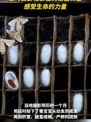 延时摄影记录蚕的破茧新生,感受生命的力量!