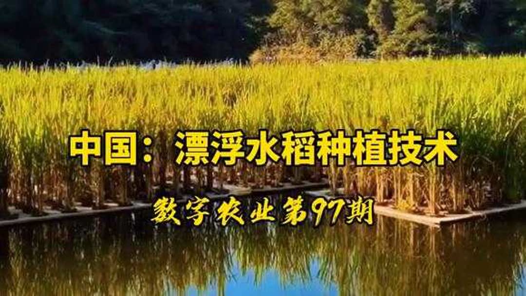 数字农业97期:中国漂浮水稻种植技术!这个中国可以大面推广