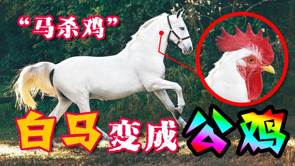 搞笑PS动物:白马和鹦鹉组合到一起,这就是传说中的“马杀鸡”吗