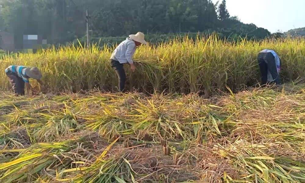 今年稻谷成熟,不敢请收割机收割,要用人工收割,到底怎么回事?