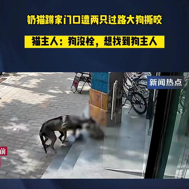 #奶猫蹲家门口遭两只过路大狗撕咬猫主人:狗没栓,想...