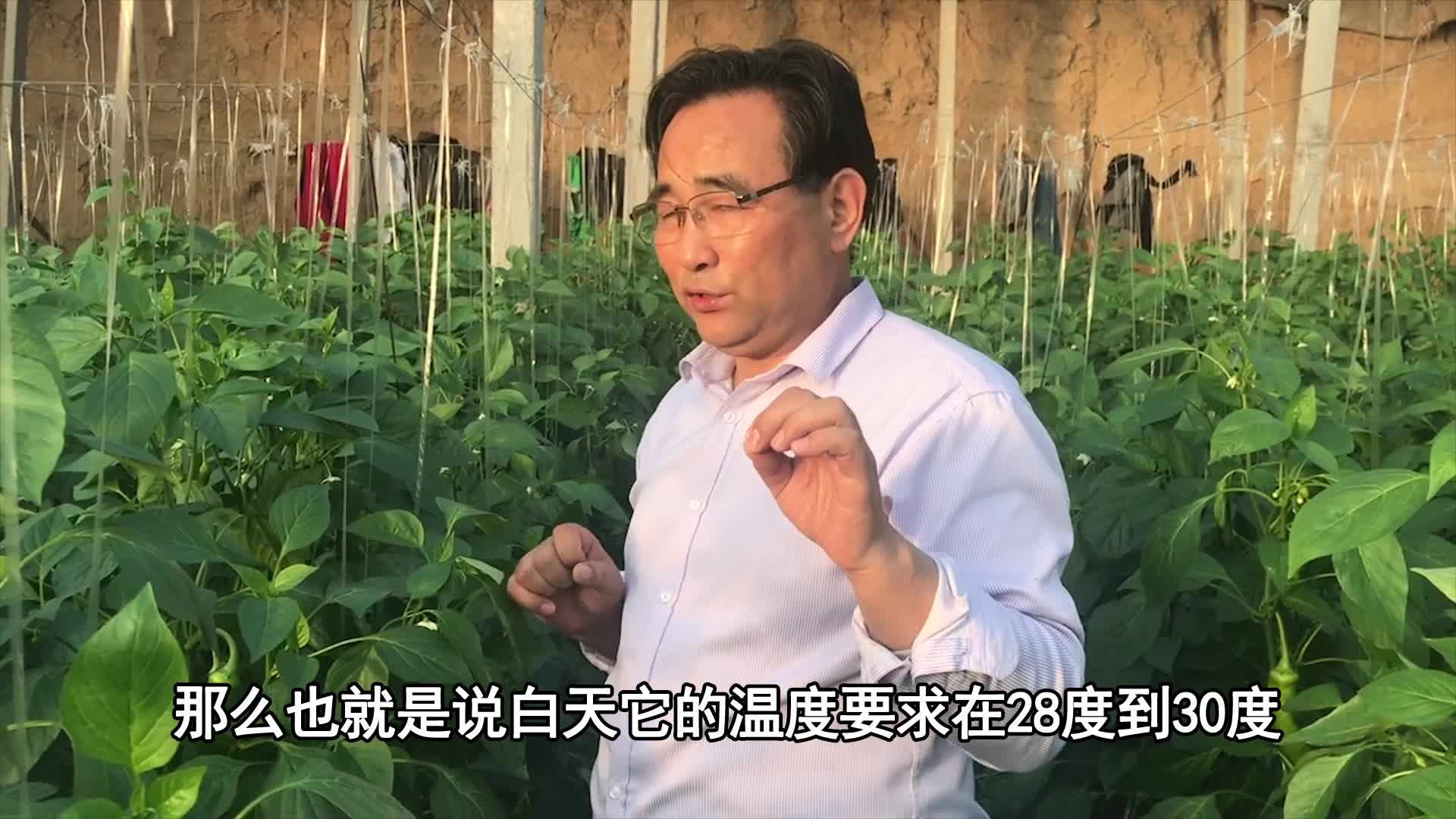 辣椒盛果期管理1辣椒高产种植技术大棚温度光照有机蔬菜种植实用...