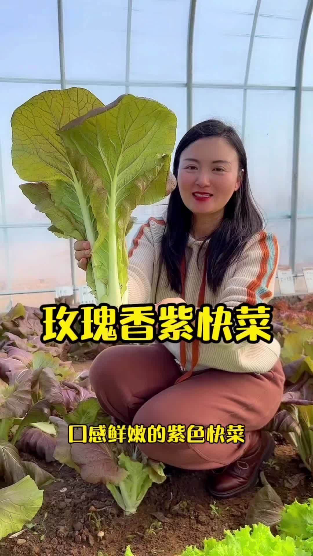 口感鲜嫩的玫瑰香快菜,生长周期特别短,南方北方阳台小院都能种