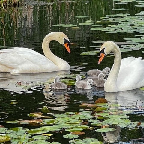 Fiona兔子学画画 