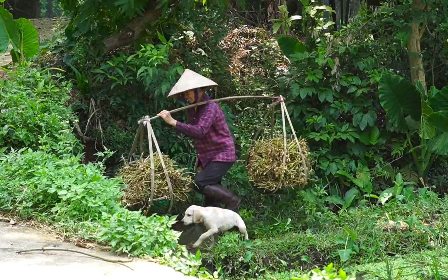 农耕的乐趣,花生从播种到收获的过程,治愈系列!