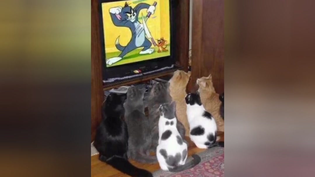 集体教学 #猫和老鼠