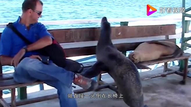 调皮海狮想霸占长椅,费尽心思赶走男子,海狮:你哪凉快那呆着去