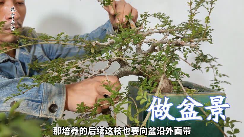 制作对节白蜡盆景 分享制作小技巧