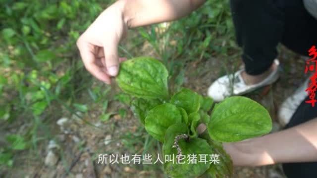 随处可见的车前草竟然有那么多的功效!你知道几种呢