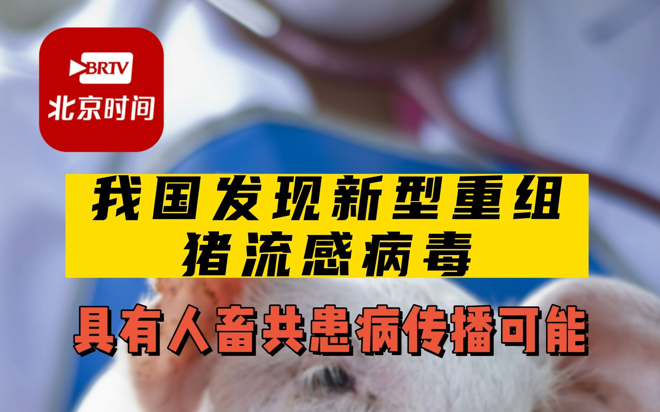 我国发现新型重组猪流感病毒,具有人畜共患病传播可能