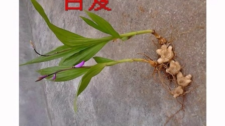 白及种苗_13737801960_白芨种子_白芨的功效与作用_白芨价格 行情...