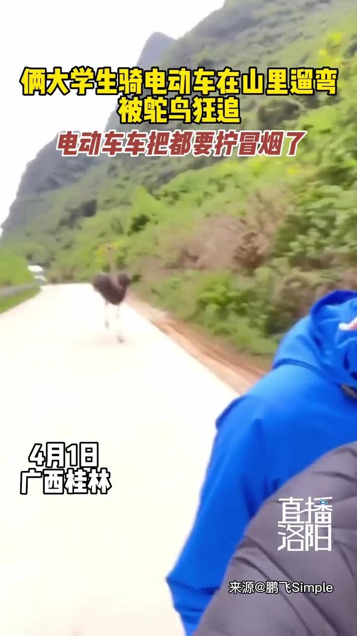 俩大学生骑电动车在山里遛弯被鸵鸟狂追…电动车车把都要拧冒烟了