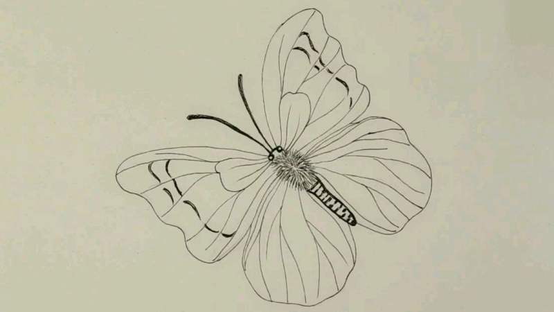 线条简笔画,教你画一只蝴蝶~