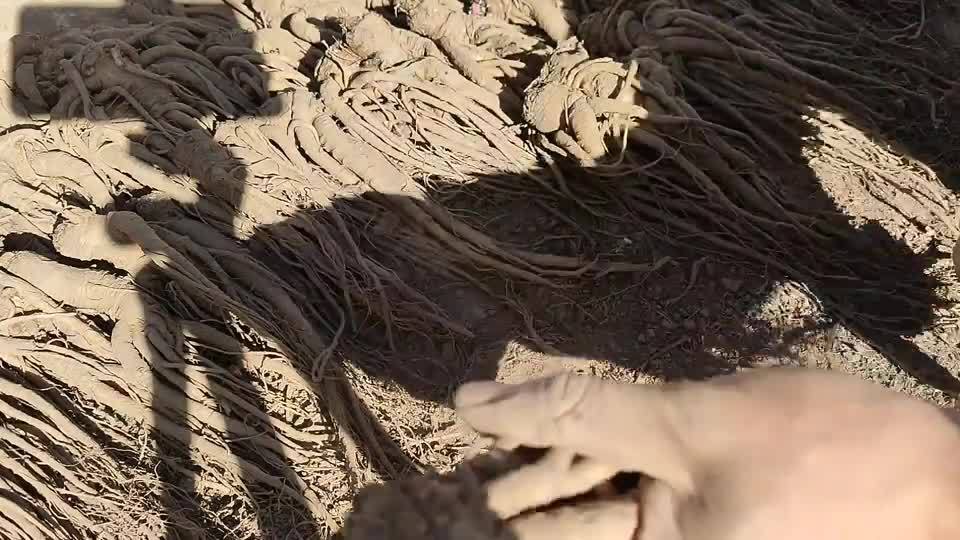 中药材当归