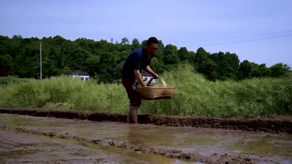 一株稻谷的一生,扎根在每个人记忆里的味道