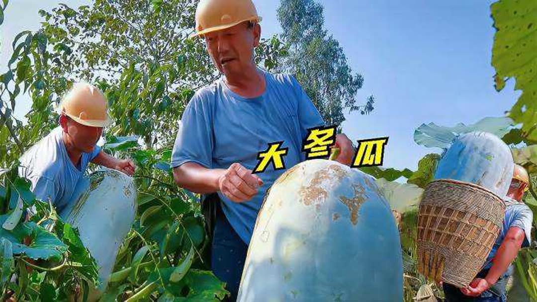 一根藤上有两个巨无霸冬瓜,无人管理竟能长这么大,好像一头猪!