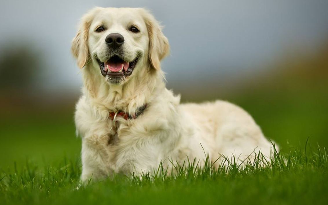 狗狗能在公共场合嗅出新冠病毒吗?美国科学家称这一设想很有可能实现