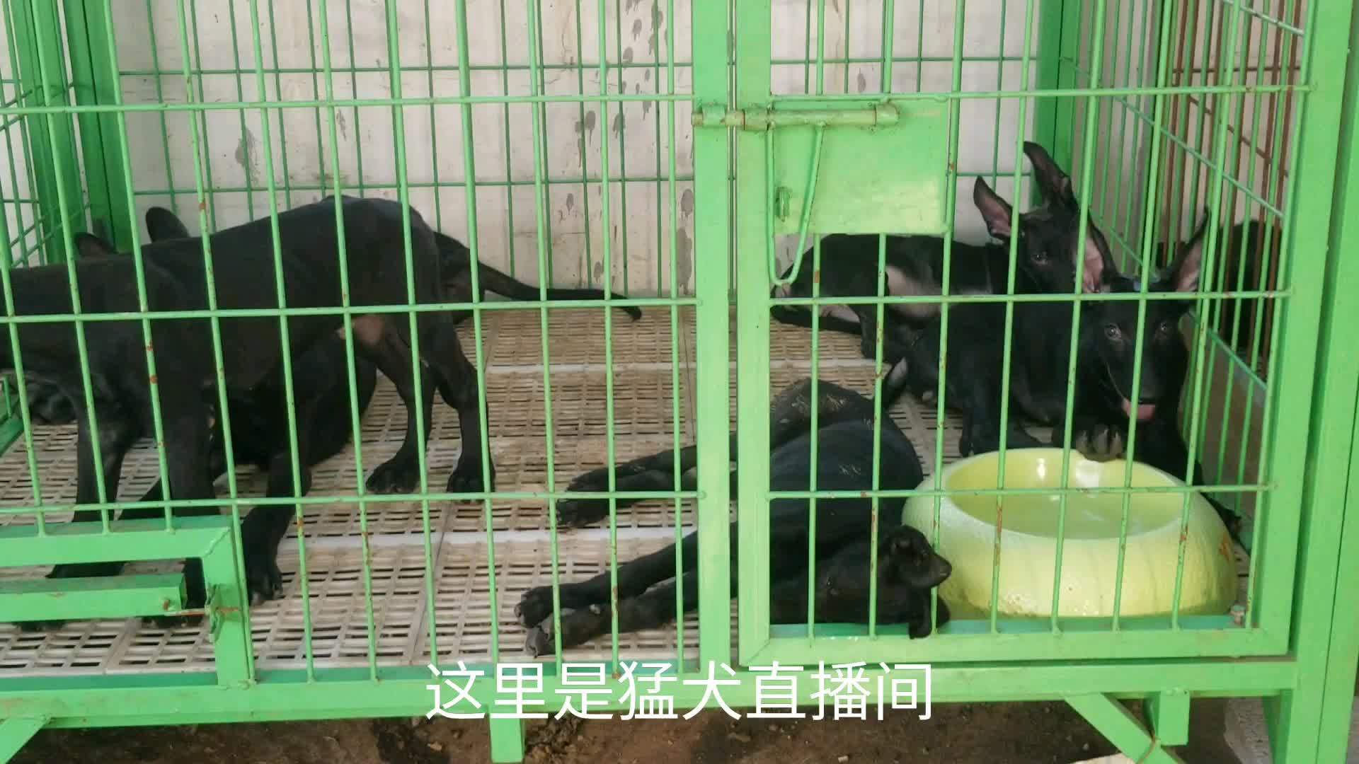 咱们中国有句老话,黑狗镇宅辟邪,墨界黑狼犬有这种功效吗?