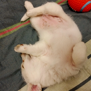 胖次塔次哎配音嘞 