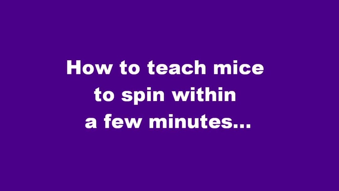 聪明可爱的老鼠——如何教鼠标旋转杆