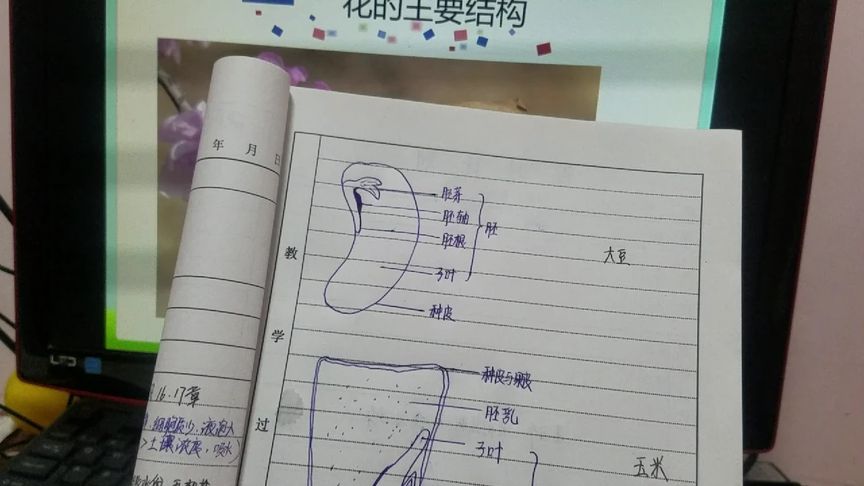 种子的结构讲解