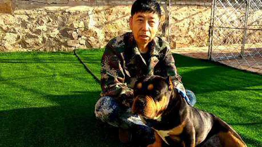 真没想到恶霸犬这么老实、听话,适合城里人养,不愧是家庭陪伴犬