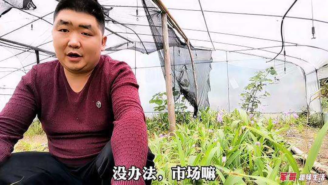 药材白芨,种植业的领头军,如今却跌落低谷,农民种植就这么难吗