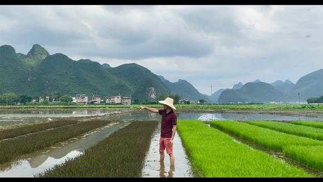 今天到田里看下水稻,杂交水稻你见过几种,眼下都是袁老的功劳