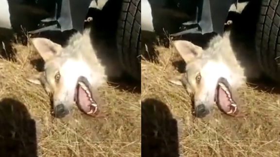 牧民200头羊被咬死 用车轮卡住狼头:让你像狗一样死去