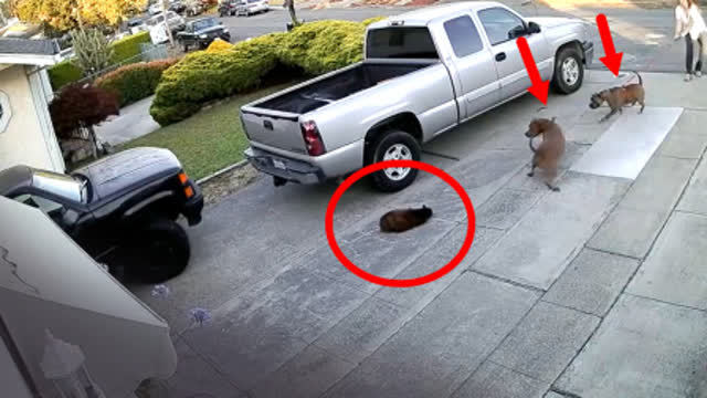 比特犬当街撕咬小猫咪,疯狂模样令人害怕!