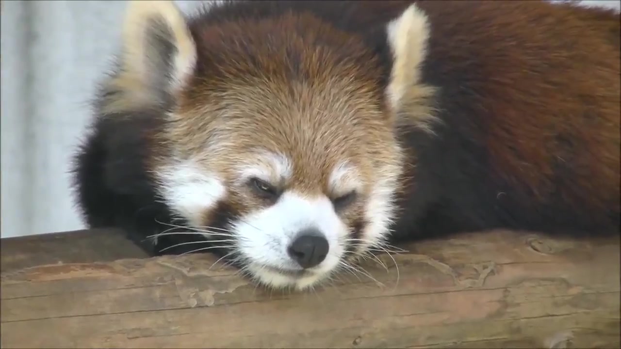 【小熊猫】我睡了,你随意