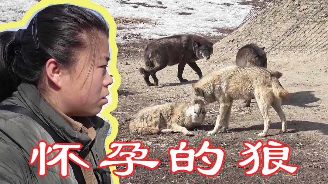 狼生孩子有多痛苦?肚子大的像个球,只能用这种方式缓解疼痛!