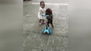 大家好,给大家介绍一下,这是我的搞笑片狗狗们!