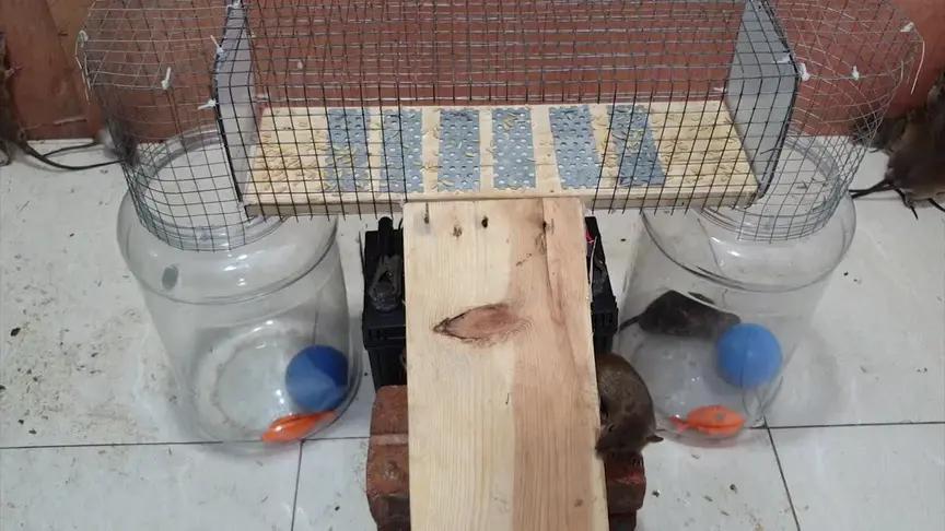 网友自制的电击捕鼠器,鼠生的道路上总是有那么多的坑等着你跳