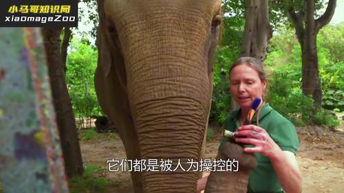 为了让大象画画,竟然用钩子扎它?探究大象表演背后的真相