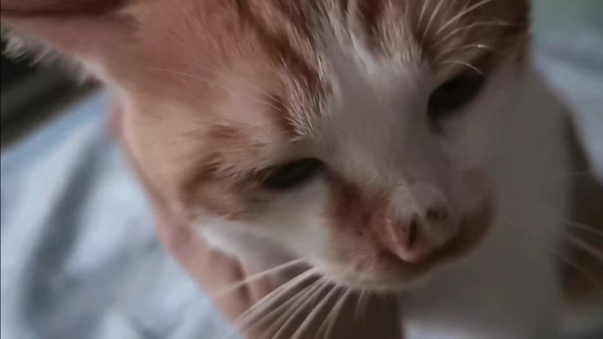 对小猫咪的撒娇毫无抵抗力
