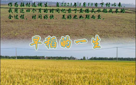 选调生驻村记录:早稻的一生