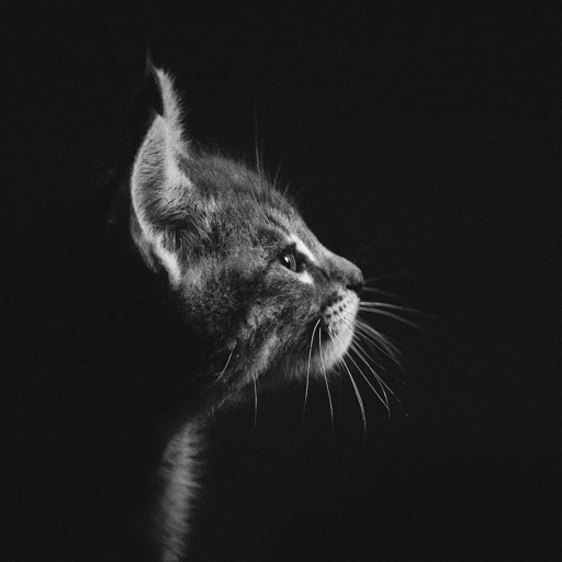 去往中国的小船 