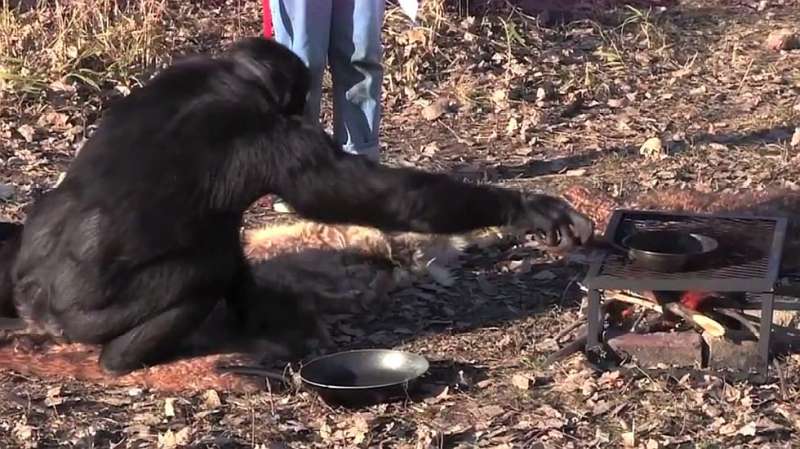 这只大猩猩自己动手做饭20年,会使用基本厨房用具,还有安全意识