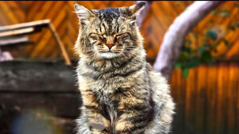 猫表示爱你的11种行为