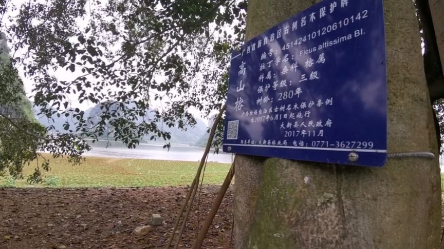 四季常绿,树姿丰满,生性强健,“独木不成林”说法在这站不住脚