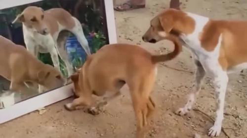 狗子,我怎么长得像狗一样?