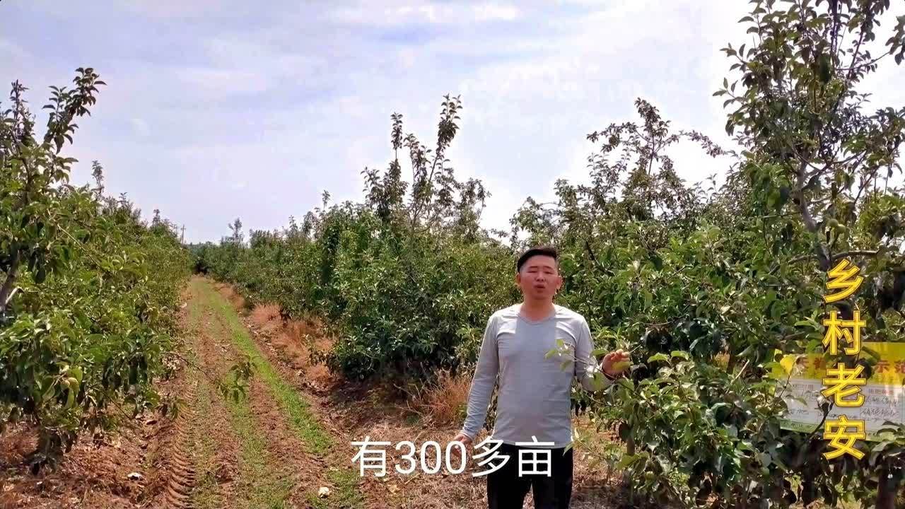 土地流转300多亩已经过去六年,尝便农业苦辣酸甜各种滋味