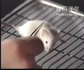 药理学动物实验基本操作技术2
