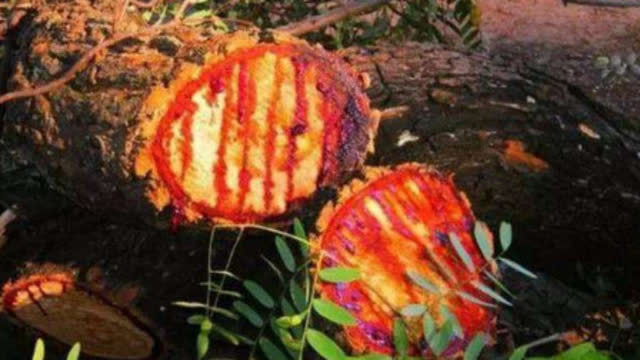 世界上最“诡异”的树,会“流血”的树!你见过吗?